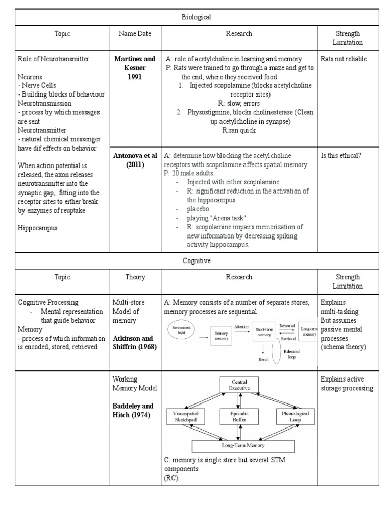 IB Psych Notes | PDF | Memory | Neurotransmitter