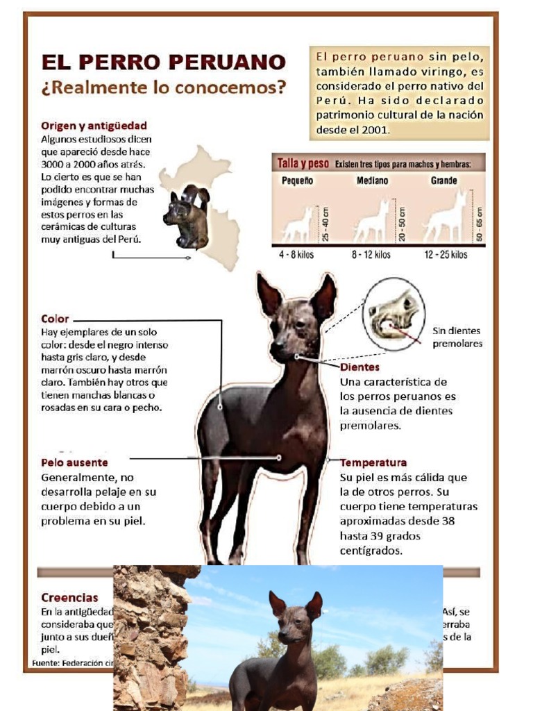 Fichas Del Perro Peruano. | PDF