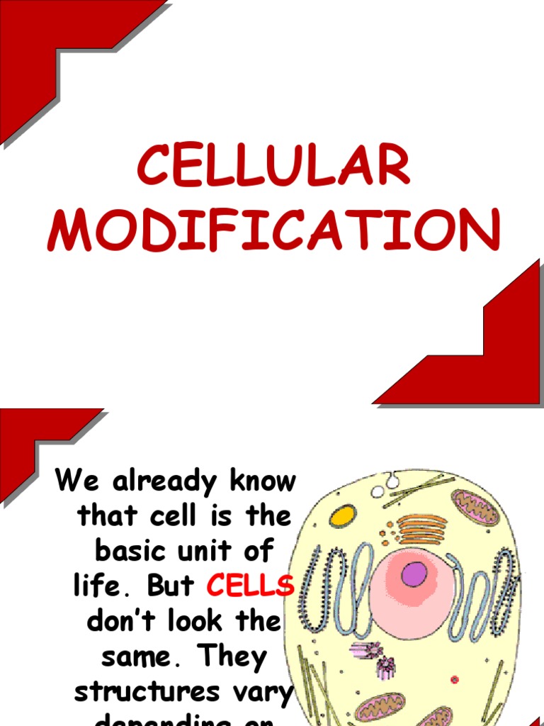 Cellular Modification | PDF | Bacteria | Leaf