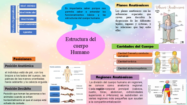 Anatomía Humana: Cavidades y Posiciones | PDF | Cuerpo humano | Tórax