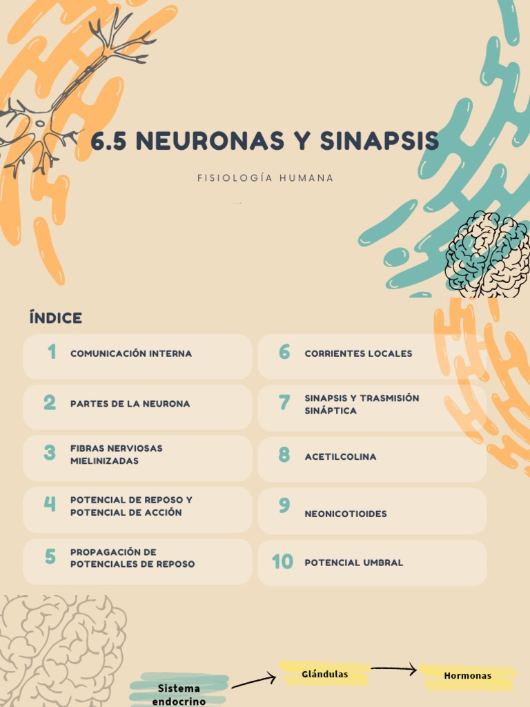 Neuronas y Sinapsis | PDF | Sinapsis | Potencial de acción