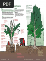 ANSI A300 Pruning Standards Overview | PDF | Pruning | Plant Stem