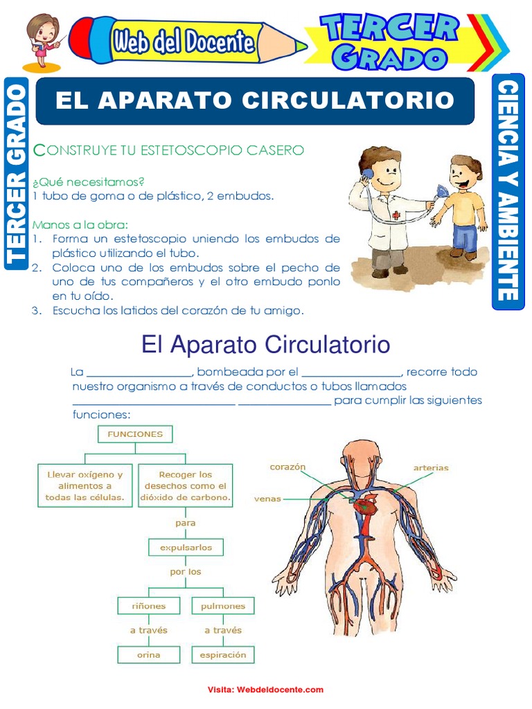 El Aparato Circulatorio para Tercer Grado de Primaria | PDF | Sistema ...
