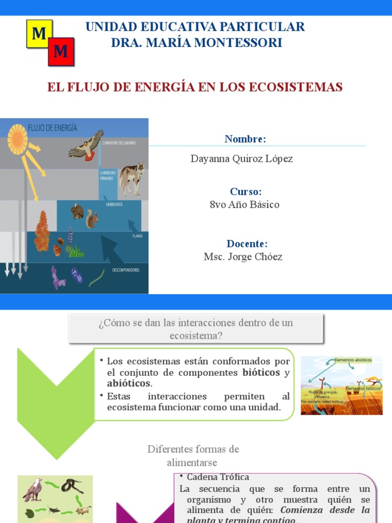 El Flujo de Energía en Los Ecosistemas | PDF
