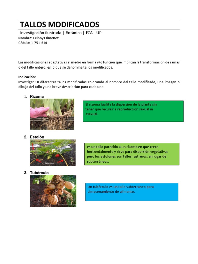 Tallo Modificado | PDF