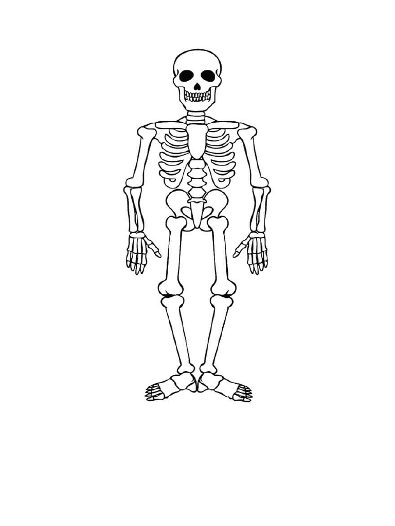 Esqueleto Humano Para Imprimir Pdf