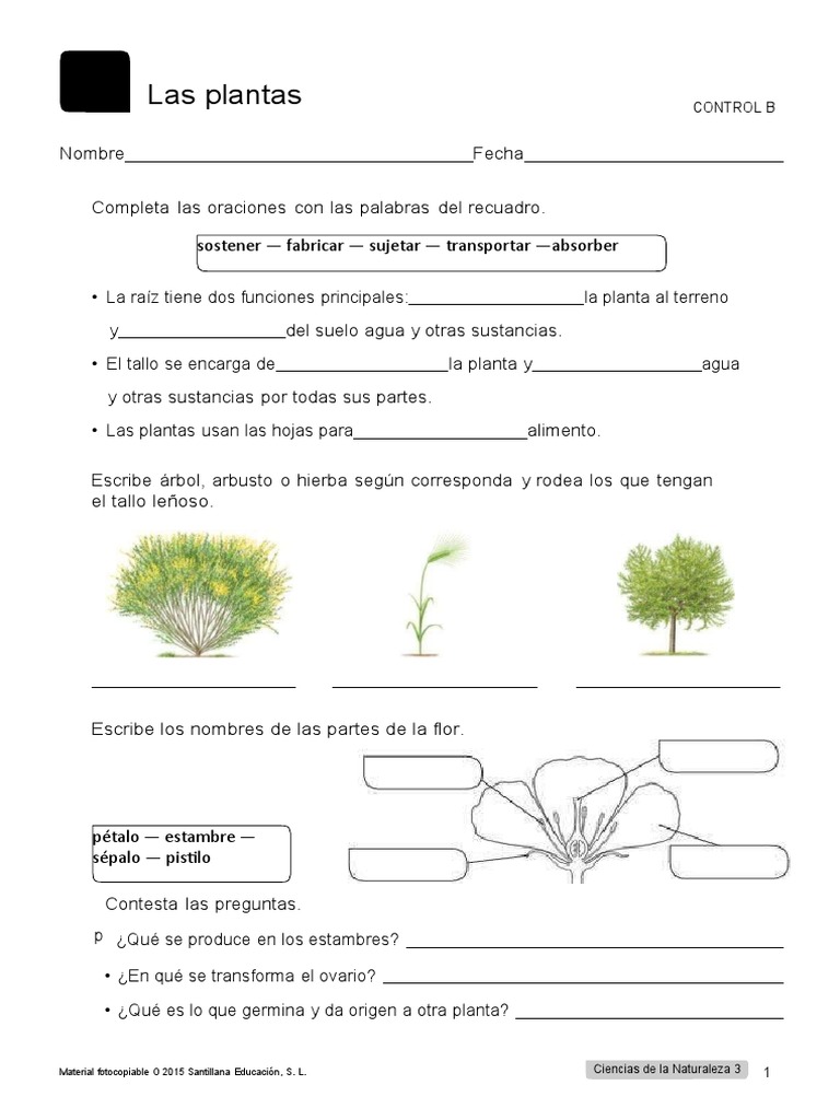 Examen Las Plantas Natu | PDF