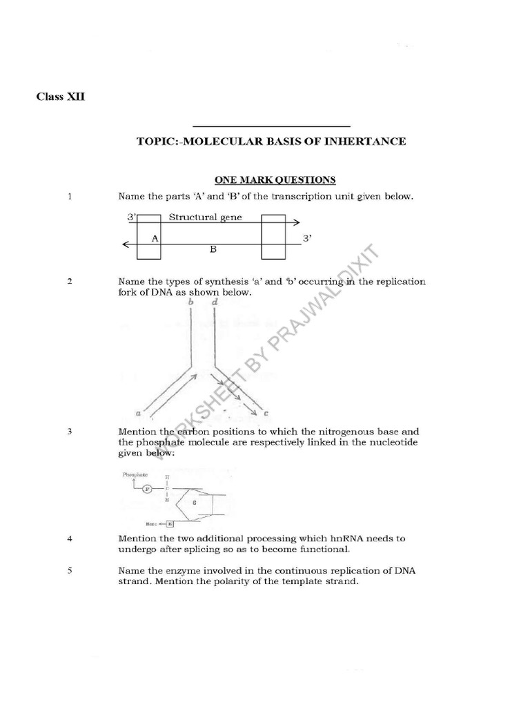 CBSE Class 12 Biology Molecular Basis of Inheritance Worksheet | PDF