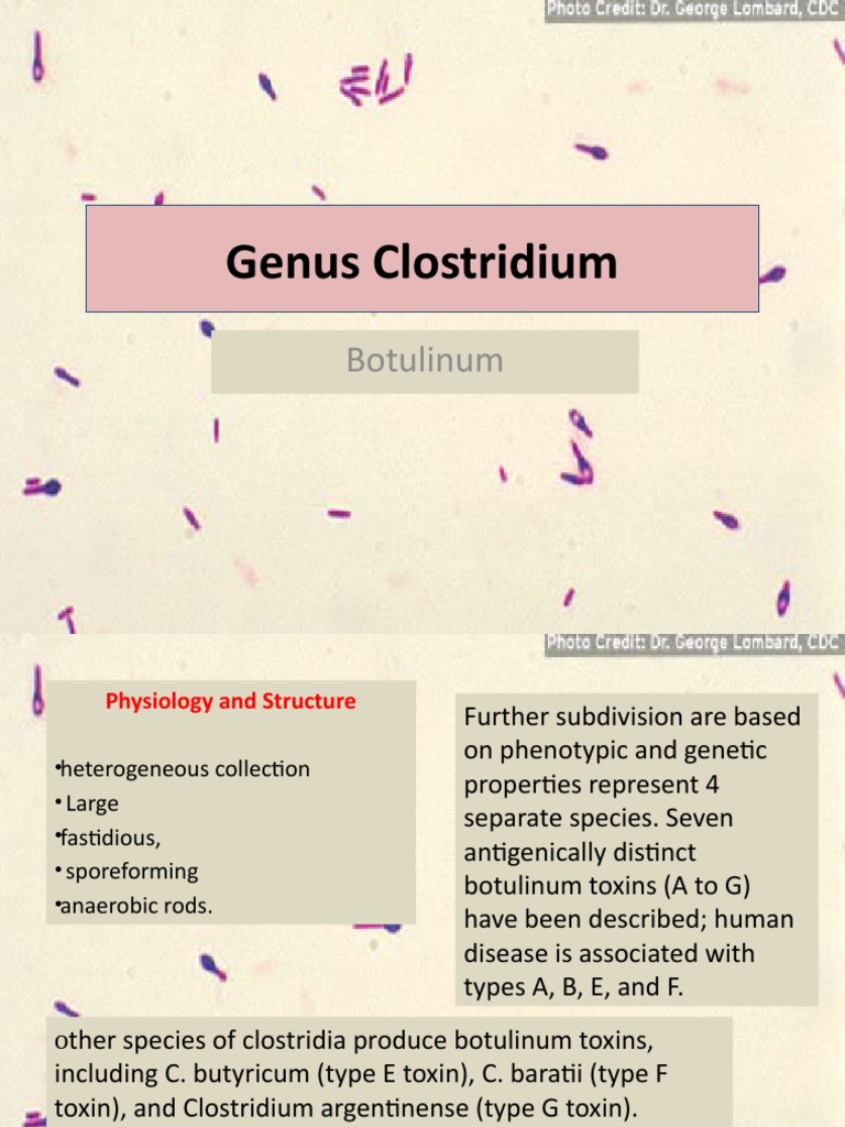 Clostridium Botulinum | PDF | Botulinum Toxin | Medical Specialties