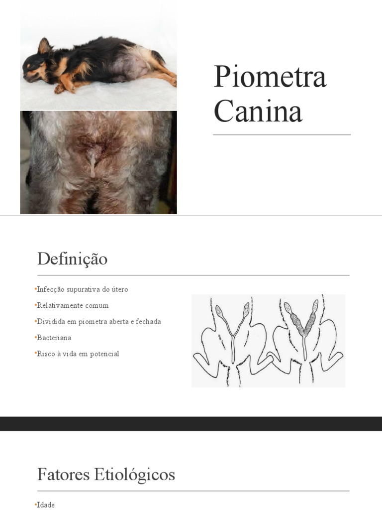 Piometra canina: definição, fatores de risco, sinais clínicos ...