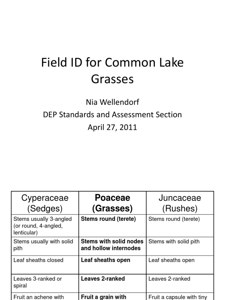 Field Id Common Grasses - ADA | PDF | Leaf | Plant Stem