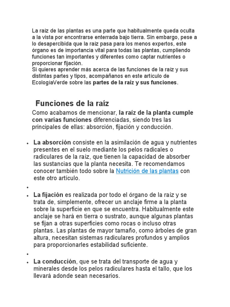 La Raíz de Las Plantas | PDF | Raíz | Nutrición