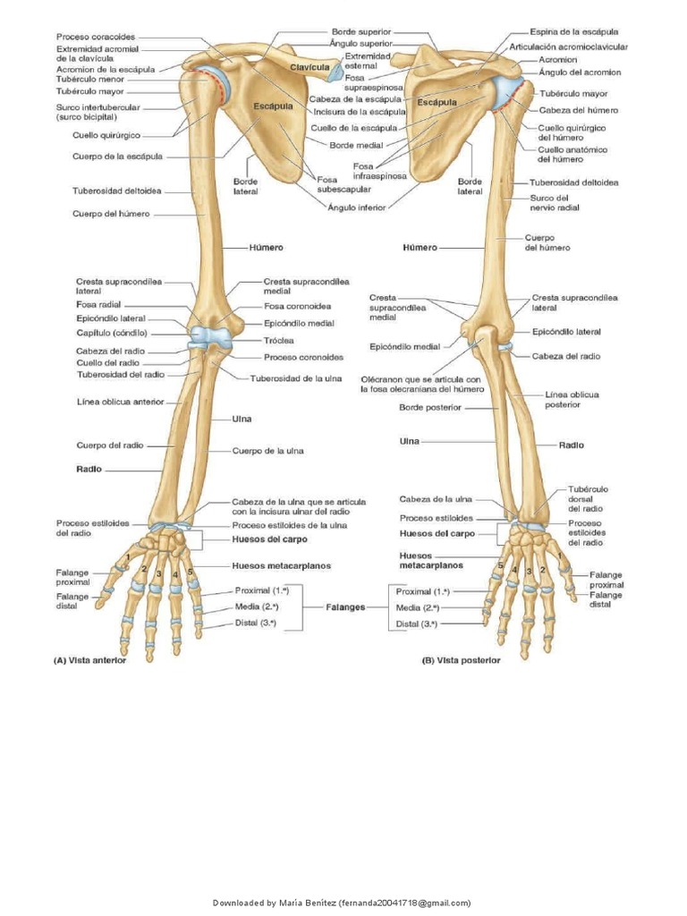 Goniometria Miembro Superior | PDF | Mano | Codo