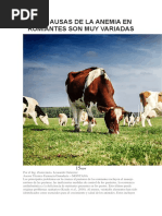 Diagnóstico de Anemia en Bovinos | PDF | Anemia | Glóbulo rojo