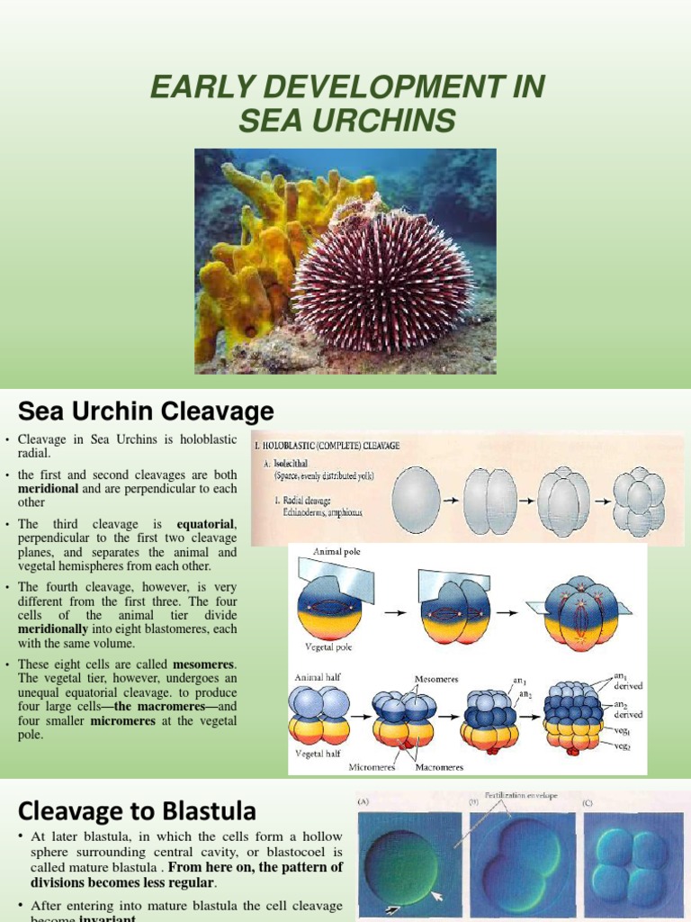 Sea Urchin Gastrulation and Development | PDF | Biological Processes ...