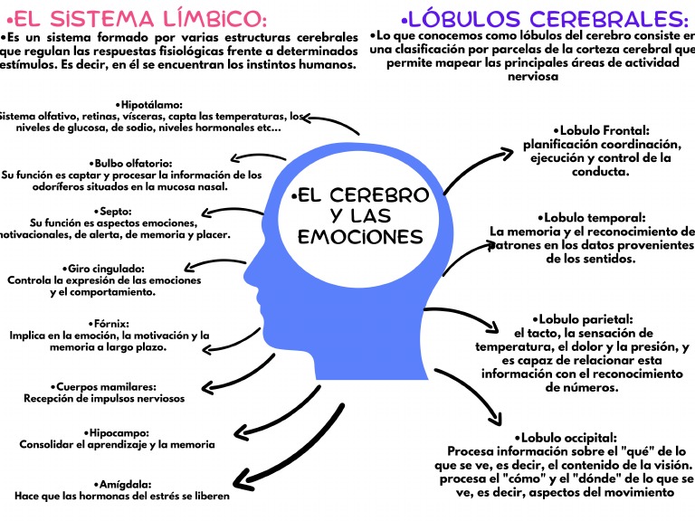 Mapa Conceptual Del Cerebro Y Las Emociones Pdf