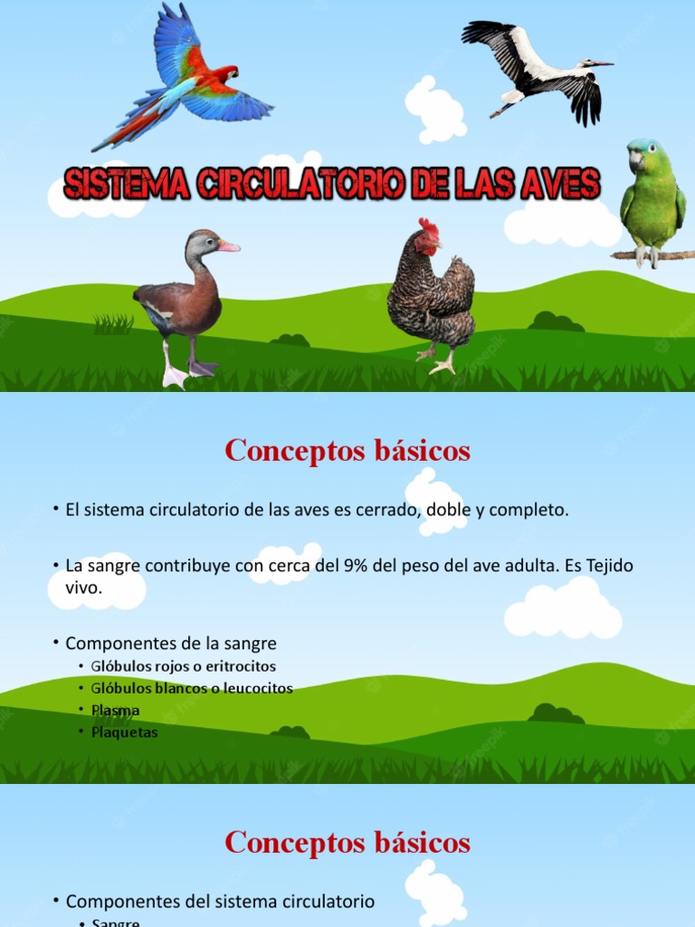 Sistema Circulatorio de Las Aves | PDF | Sistema circulatorio | Vena