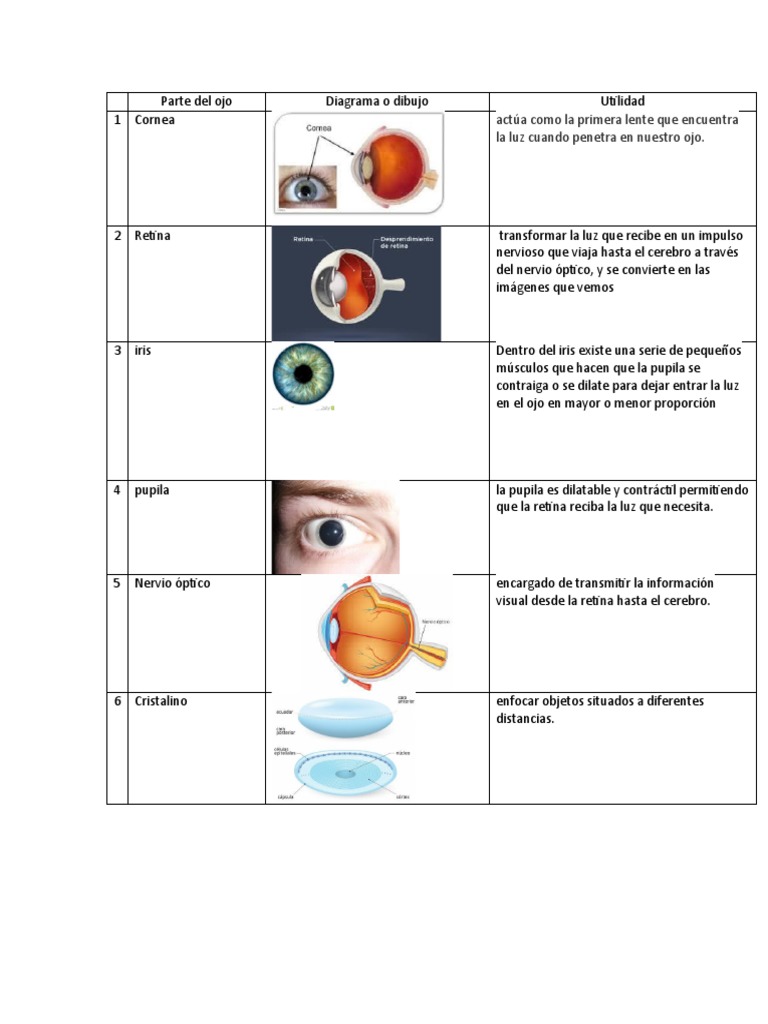 Enfermedades Del Ojo | PDF | Ojo humano | Neurociencia