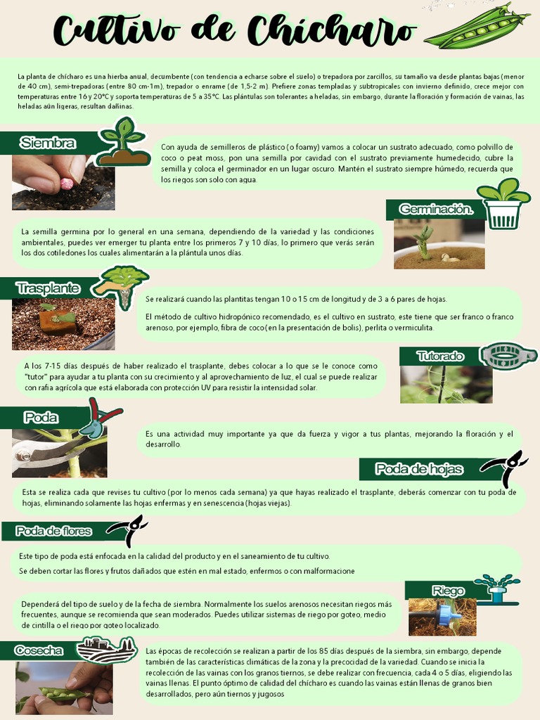 CHICHARO | PDF | Guisante | Agricultura