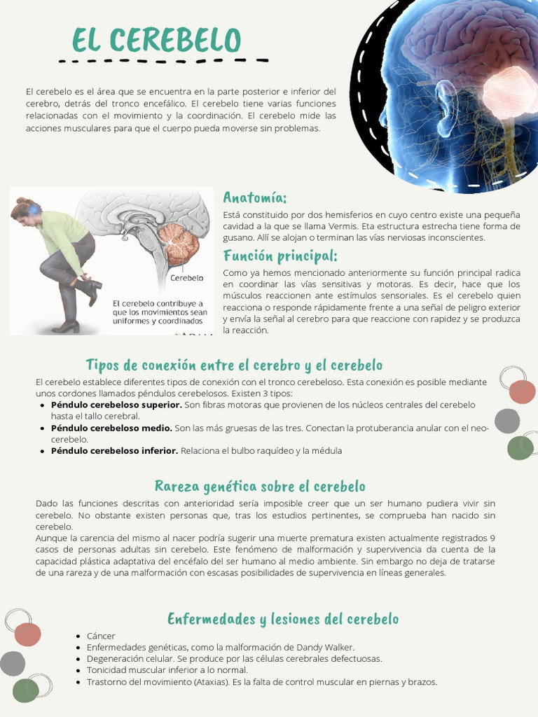 Cerebelo y Medula Espinal | PDF | Cerebelo | Cerebro