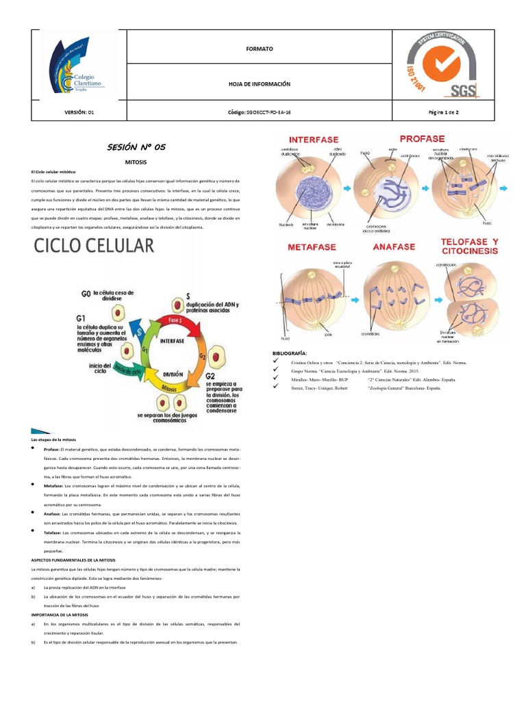 Hoja de Inf S 05 - Iii Trim | PDF | Mitosis | Procesos celulares