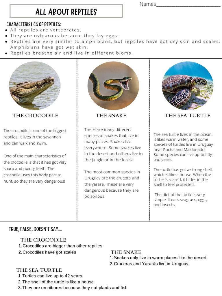 Reptiles Worksheet | PDF | Reptile | Turtle