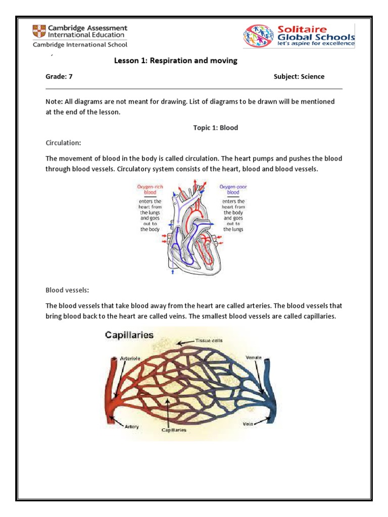 Respiration in Human Anatomy | PDF | Blood | Lung