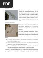 Taxonomia de Mohos y Levaduras | PDF | Saccharomyces Cerevisiae | Hongo