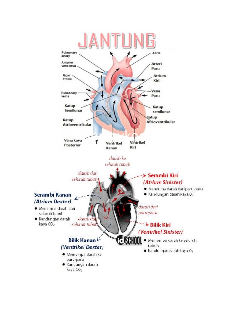 Gambar Jantung | PDF
