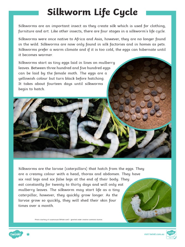 Silkworm Life Cycle Worksheet