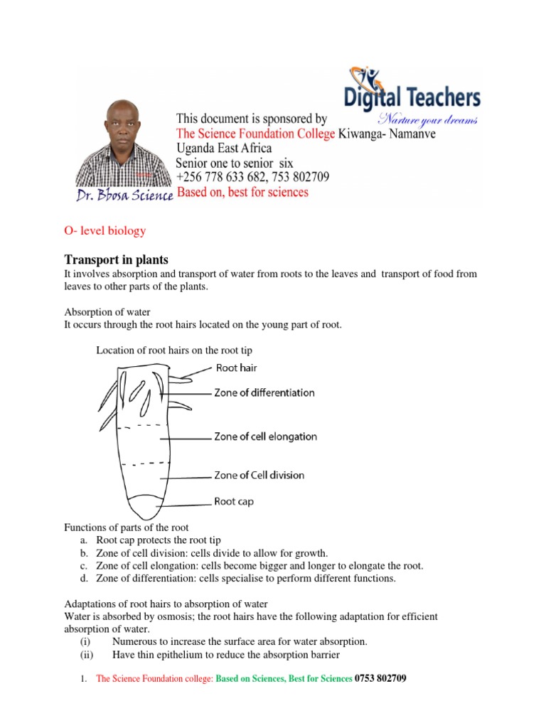 Transport in Plants O Level | PDF | Leaf | Stoma