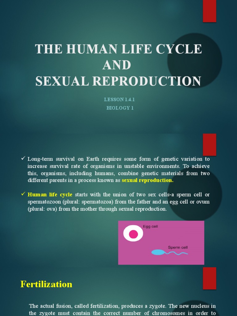 1-The Human Life Cycle and Sexual Reproduction | Download Free PDF ...