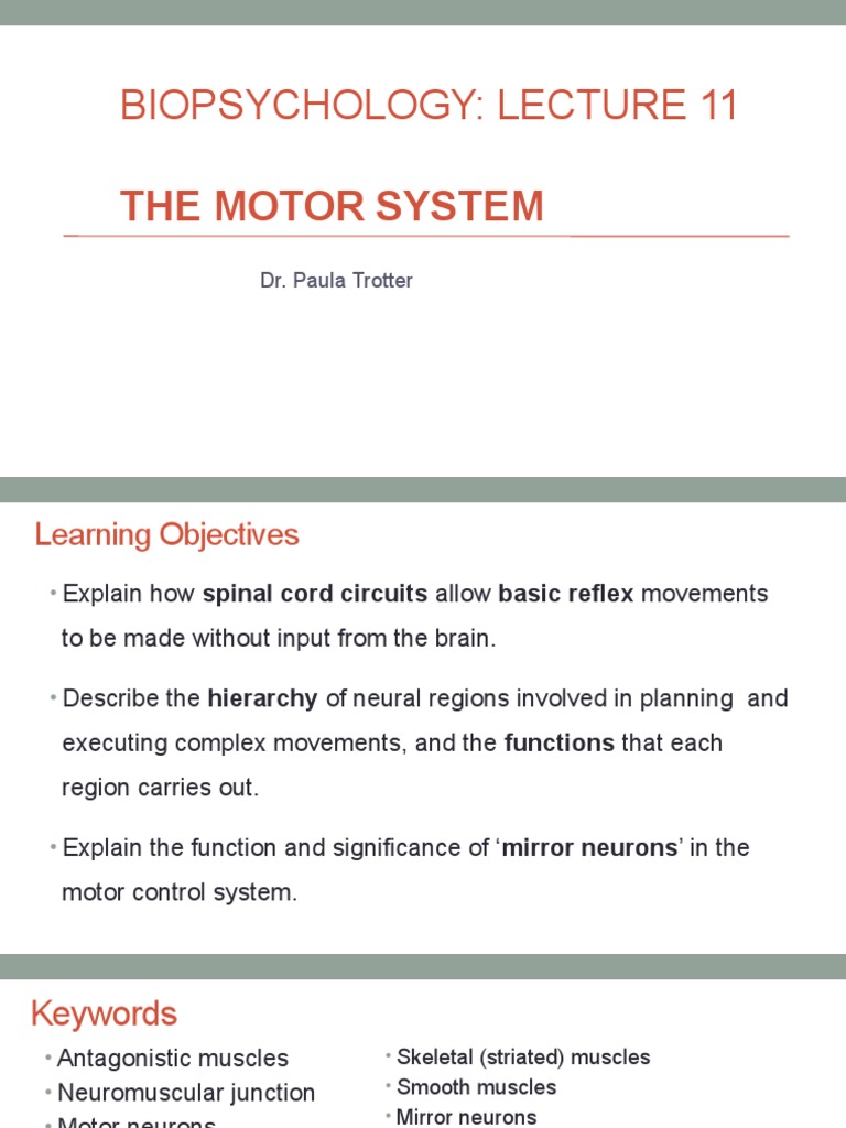 Biopsychology: The Motor System | PDF | Motor Neuron | Cerebellum