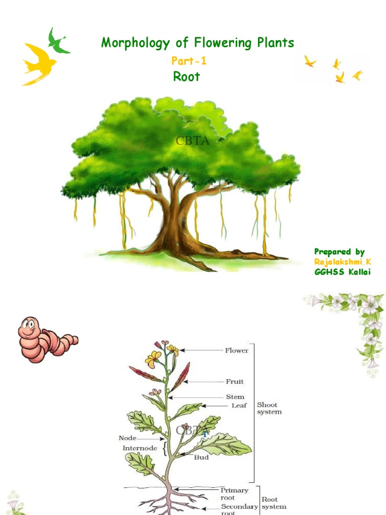 Morphology of Flowering Plants | PDF | Leaf | Petal
