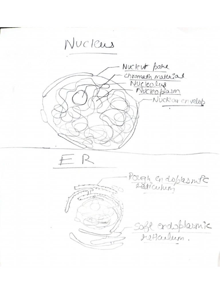 Biology Class 9 Cell Diagrams | PDF