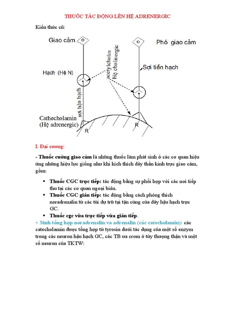 THUỐC TÁC ĐỘNG LÊN HỆ ADRENERGIC | PDF