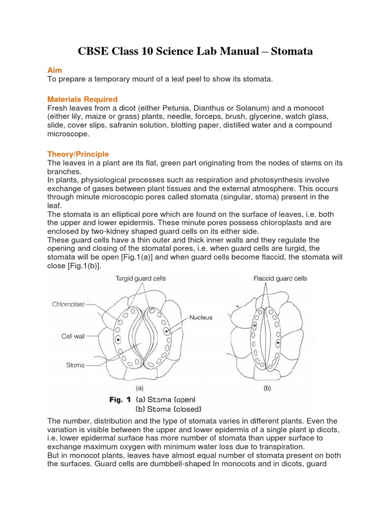 Stomata Observation Lab Manual for Class 10 | PDF | Stoma | Leaf