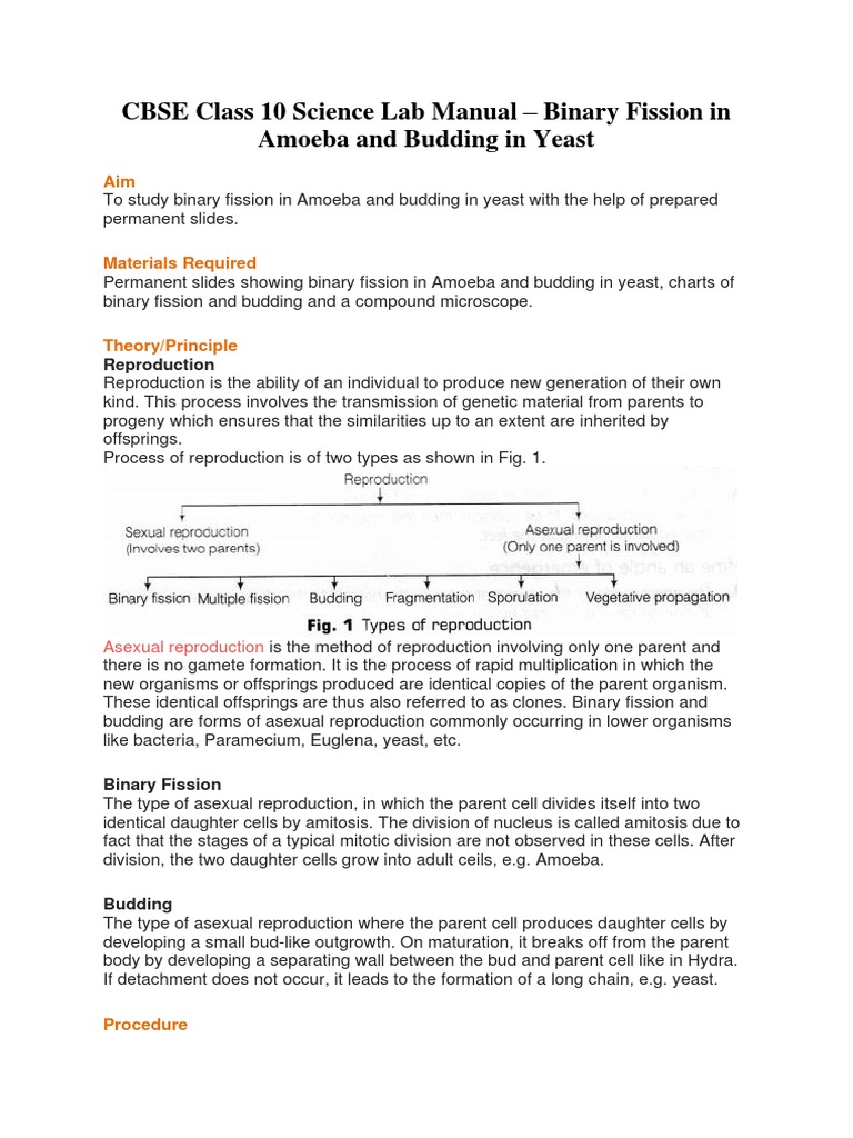 CBSE Class 10 Science Lab Manual - Binary Fission in Amoeba and Budding ...