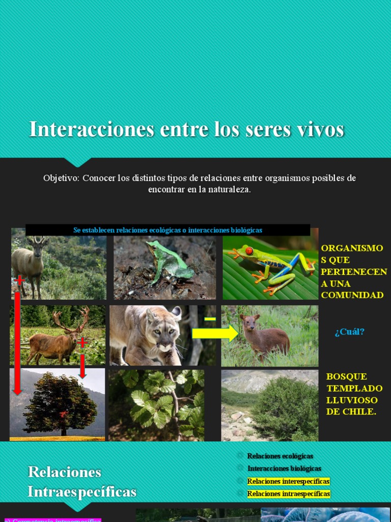 Interacciones Entre Los Seres Vivos | PDF | Parasitismo | Biología