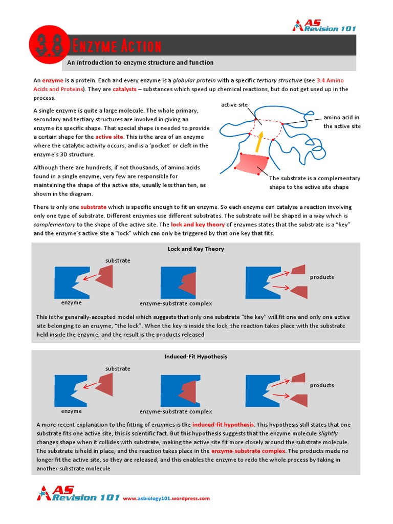 Enzyme Action Revision Notes Pdf Enzyme Active Site