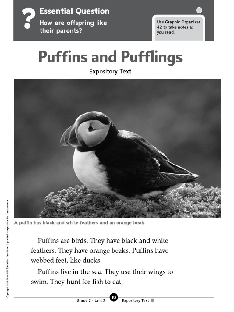 Puffins and Pufflings | PDF