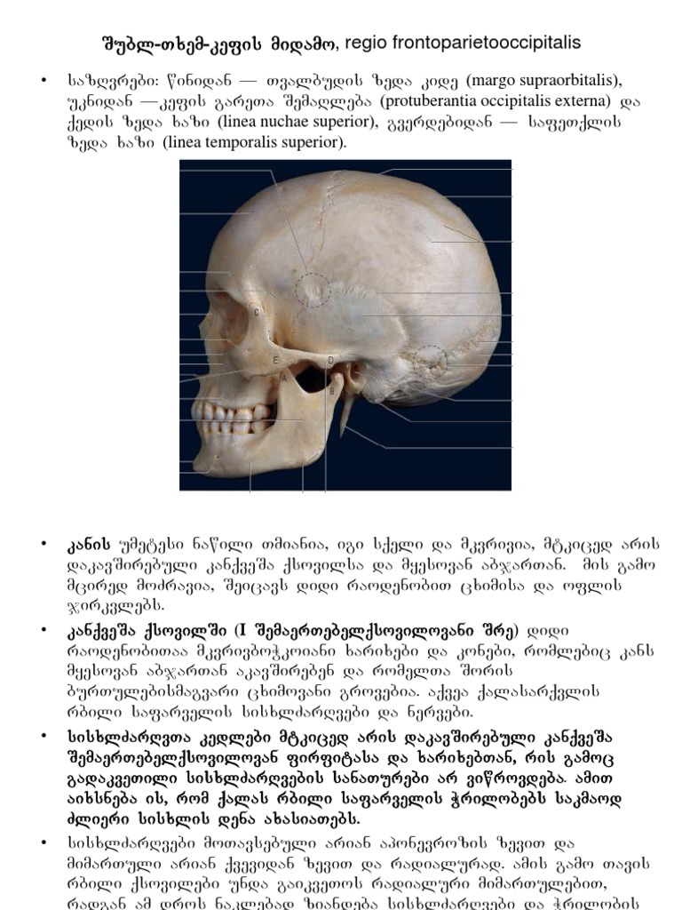 Anatomy of the Scalp and Skull | PDF | Musculoskeletal System | Soft Tissue