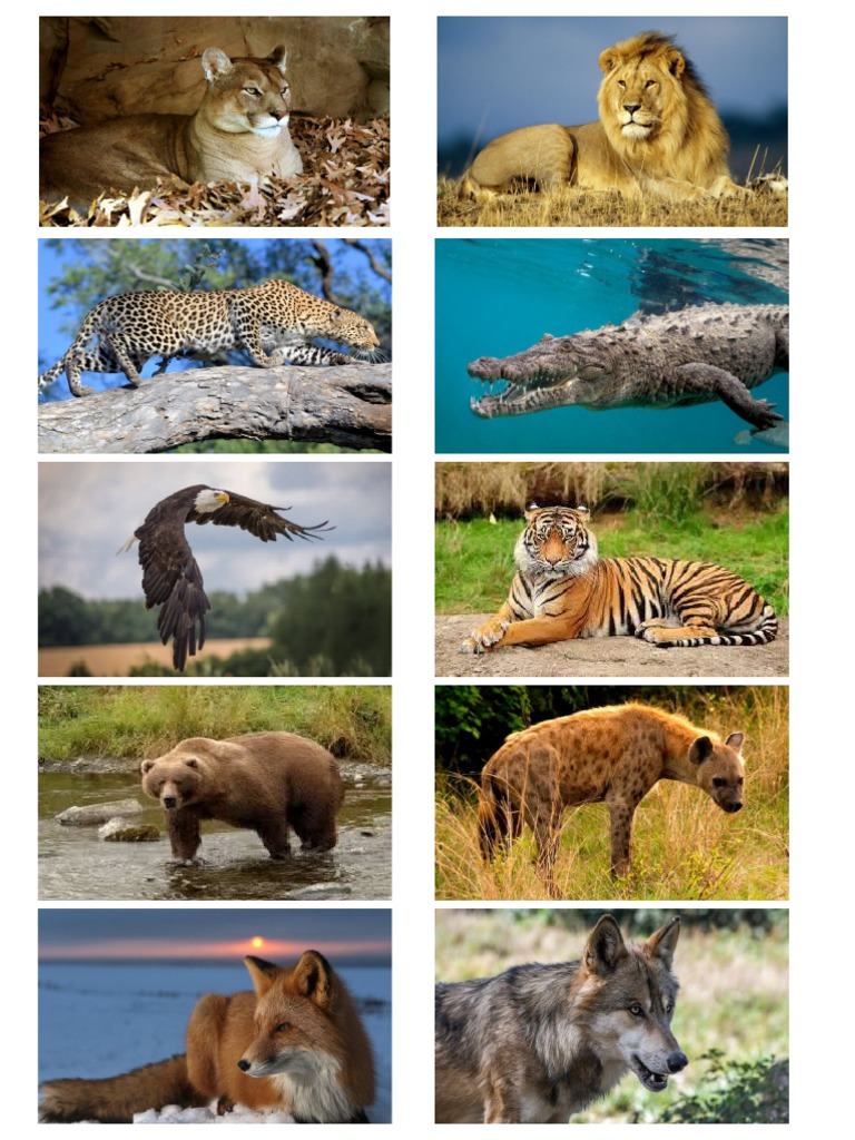 Animales Carnivoros | PDF