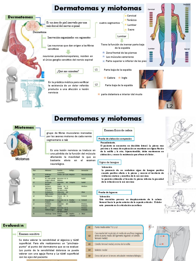 Dermatomas y Miotomas | PDF | Nervio | Sistema nervioso