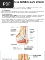 Anatomía de Músculos del Tobillo y Pie | PDF | Tobillo | Pie