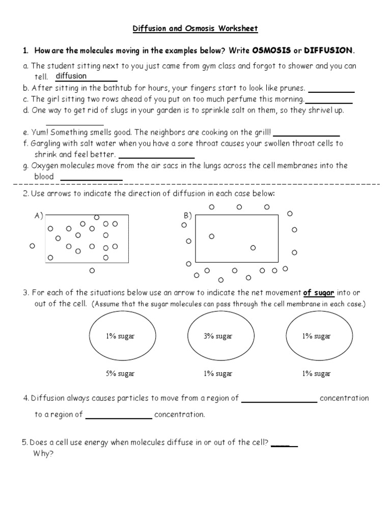 Diffusion and Osmosis Worksheet | PDF | Osmosis | Chemistry
