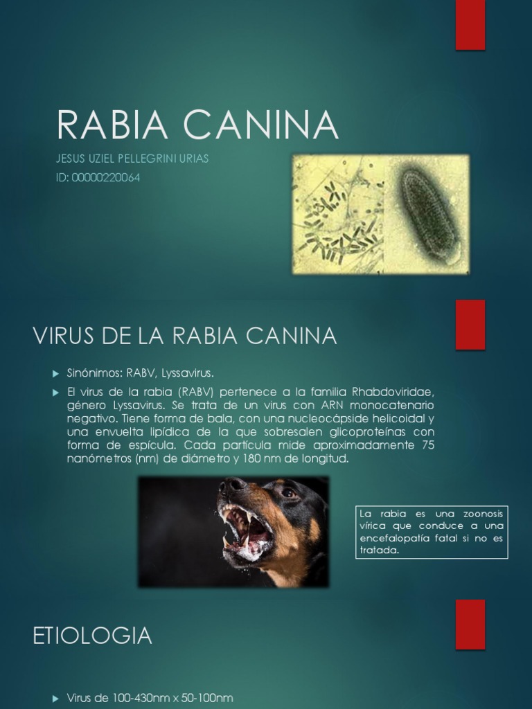 RABIA-CANINA - Uziel Pellegrini | PDF | Rabia | Virus