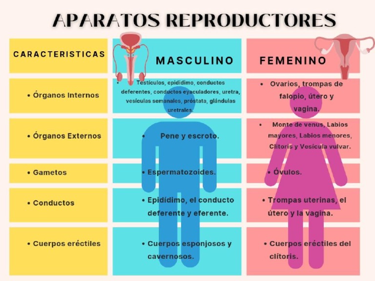 Cuadro Comparativo - Anatomía Humana - Sistemas Reproductores | PDF