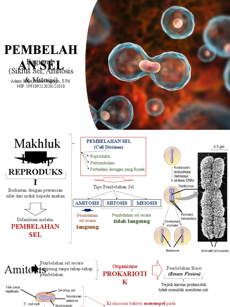 Pembelahan Sel: Amitosis, Mitosis, Meiosis | PDF | Sains & Matematika