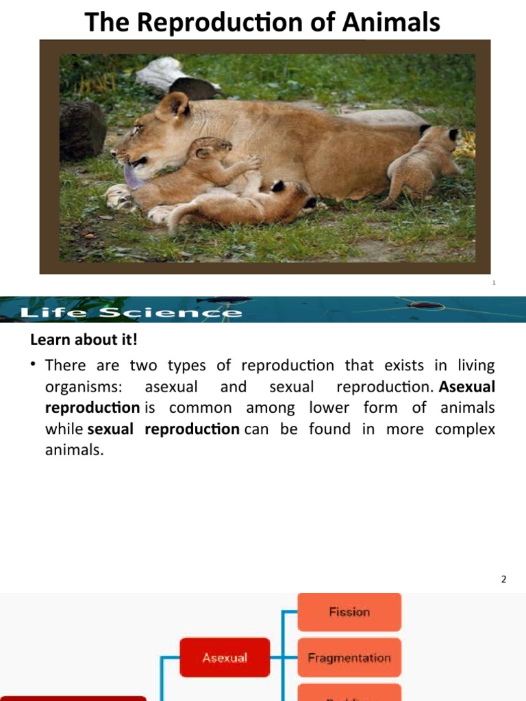 III.B. The Reproduction of Animals | PDF | Reproduction | Egg